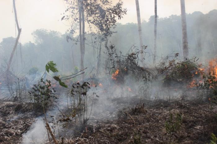 Eksploitasi Hutan - Homecare24 Eksploitasi Hutan - Homecare24