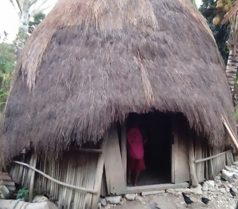 Gambar Rumah Adat Timor