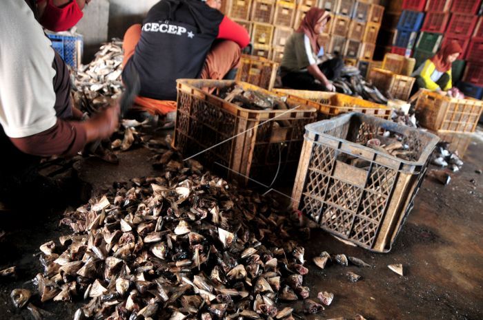 Berbagai Limbah yang Dapat Dimanfaatkan sebagai Pakan Ikan Halaman 1 ... Berbagai Limbah yang Dapat Dimanfaatkan sebagai Pakan Ikan Halaman 1 ...